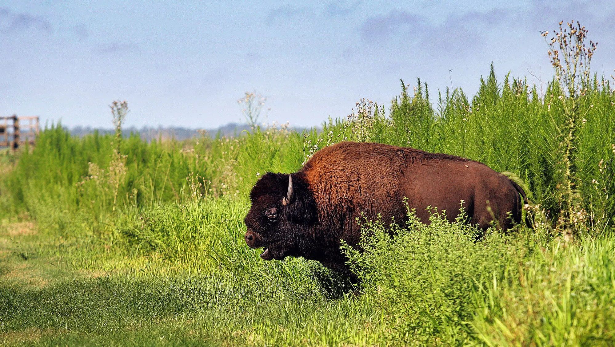 Bison Hunting in Okeechobee, FL – Bison/Buffalo Hunts