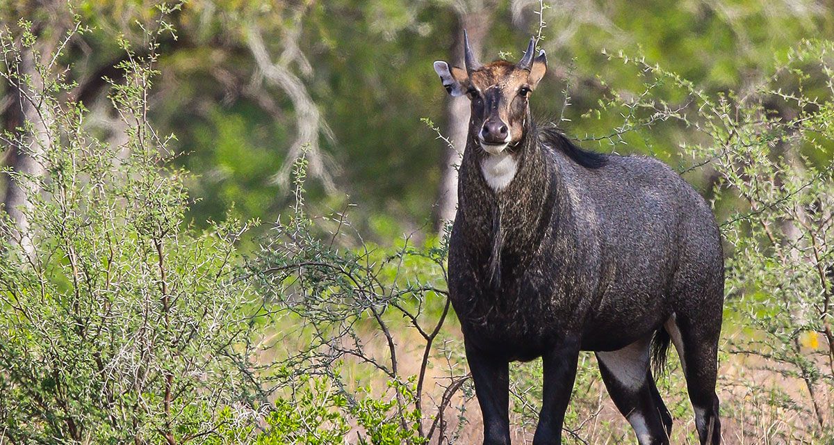 Nilgai Hunting in Okeechobee, FL – Nilgai Hunts