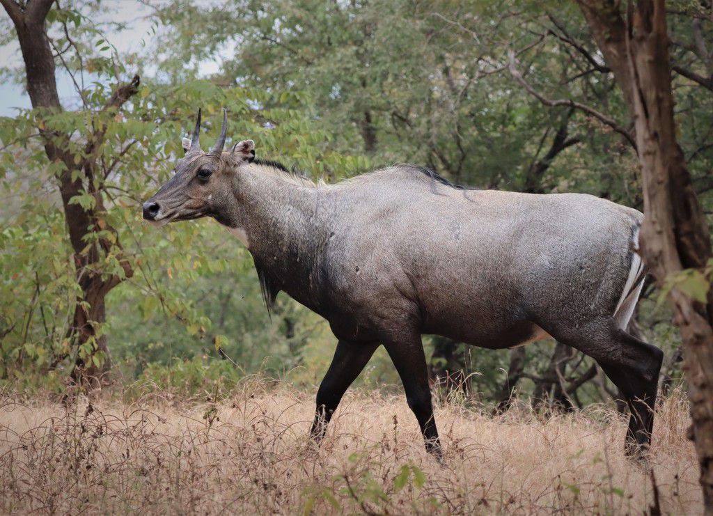Nilgai Hunting in Okeechobee, FL – Nilgai Hunts